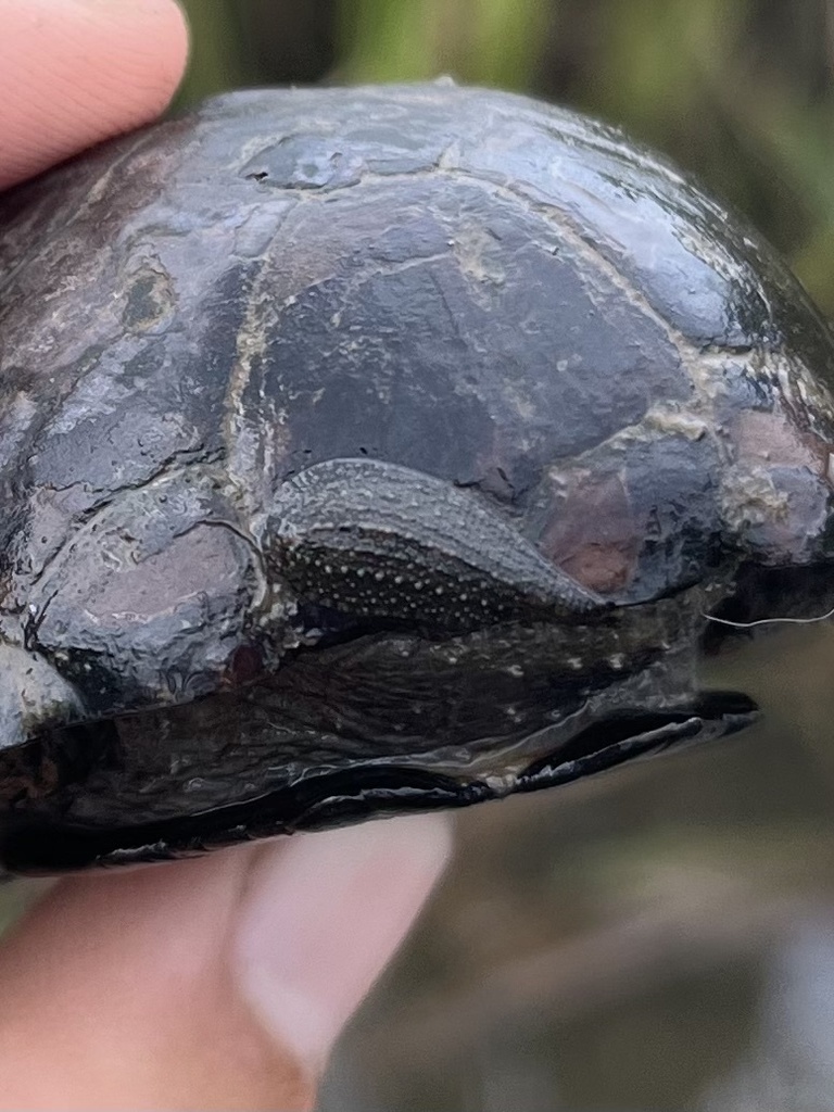 Turtle Leeches from Lothian, MD, US on August 24, 2023 at 12:26 PM by ...