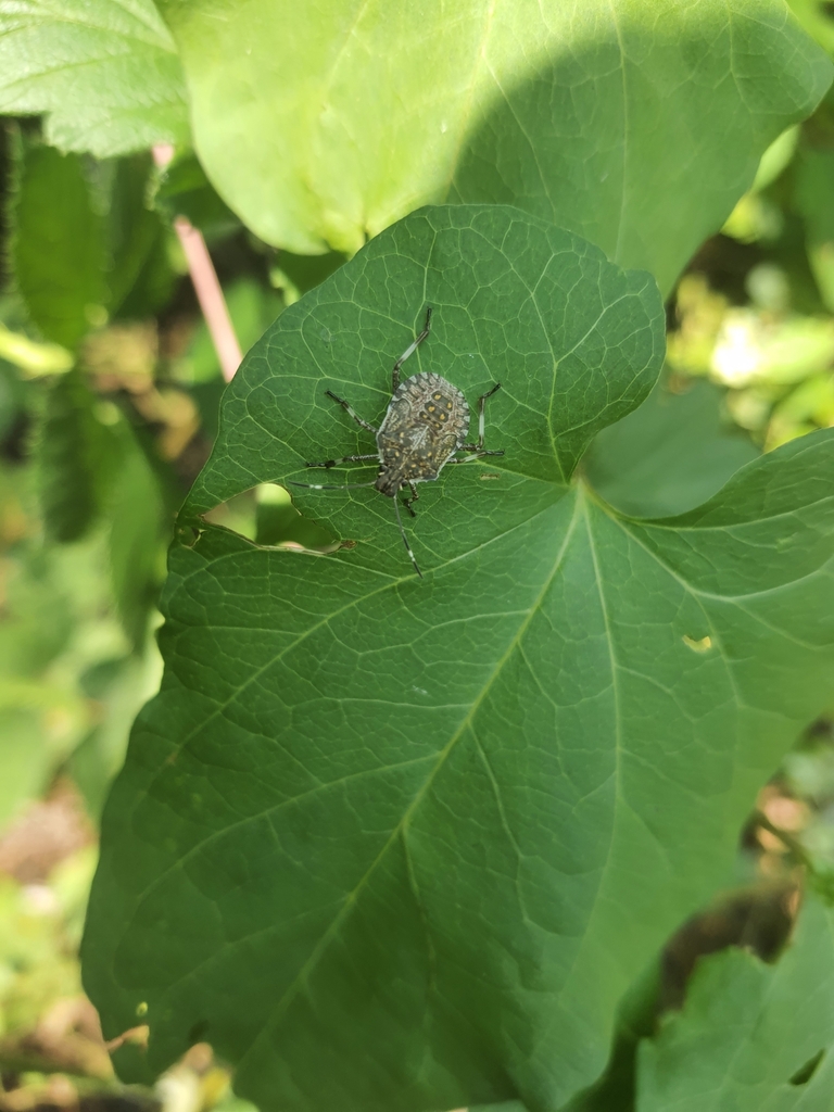 Brown Marmorated Stink Bug from Matthews Beach, Seattle, WA, USA on ...