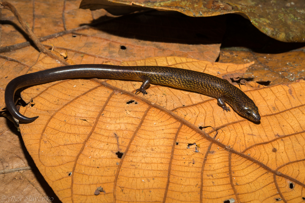 Sphenomorphus loriae from Koiari Rural LLG, Papua New Guinea on August ...