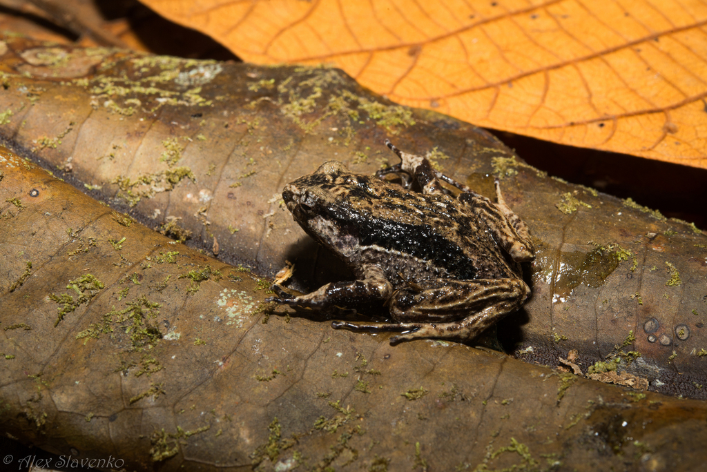 Mantophryne lateralis from Koiari Rural LLG, Papua New Guinea on August ...