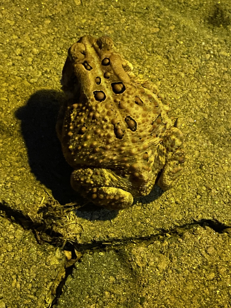 North American Toads from Heritage Dr, Wilmington, DE, US on August 30 ...