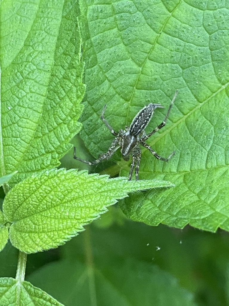 Grass Spiders from Wooden Bridge Rd, Potomac, MD, US on August 30, 2023 ...