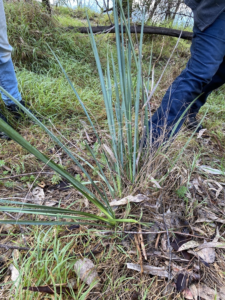 flax-lilies from Hume St, Albury, NSW, AU on August 31, 2023 at 10:04 ...