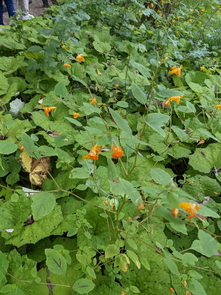 common jewelweed from The Arboretum, University of Guelph on August 30 ...