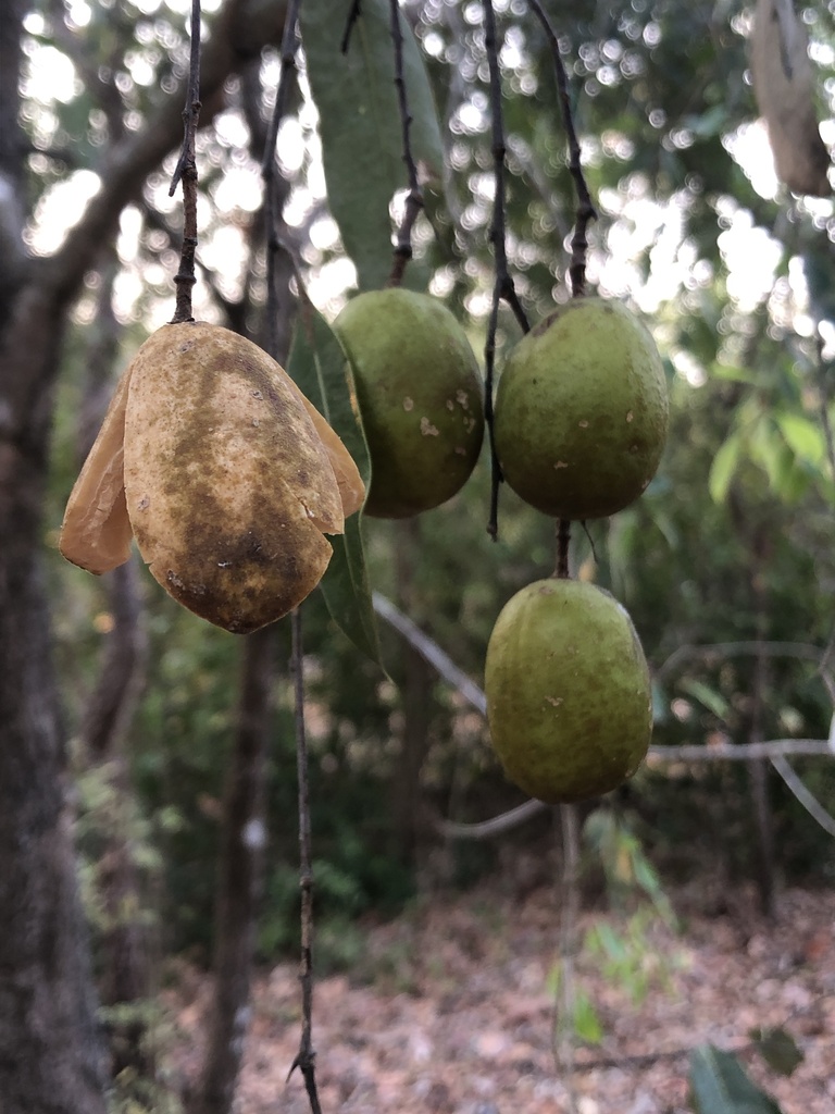 flowering plants from Garig Gunak Barlu, West Arnhem, AU-NT, AU on ...