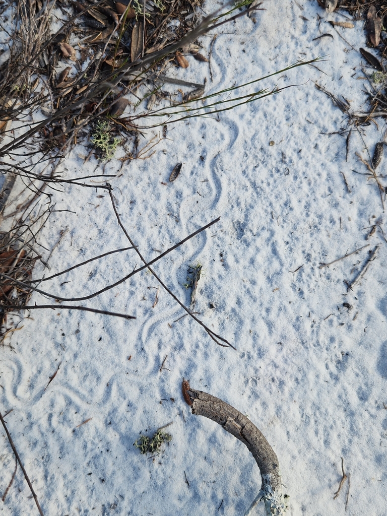 Florida Sand Skink in August 2023 by Emma Damm · iNaturalist