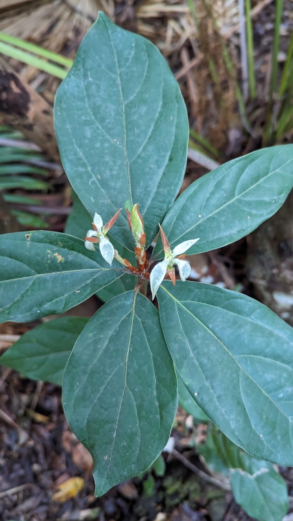 Bolly Gum from Alexandra Headland QLD 4572, Australia on August 31 ...