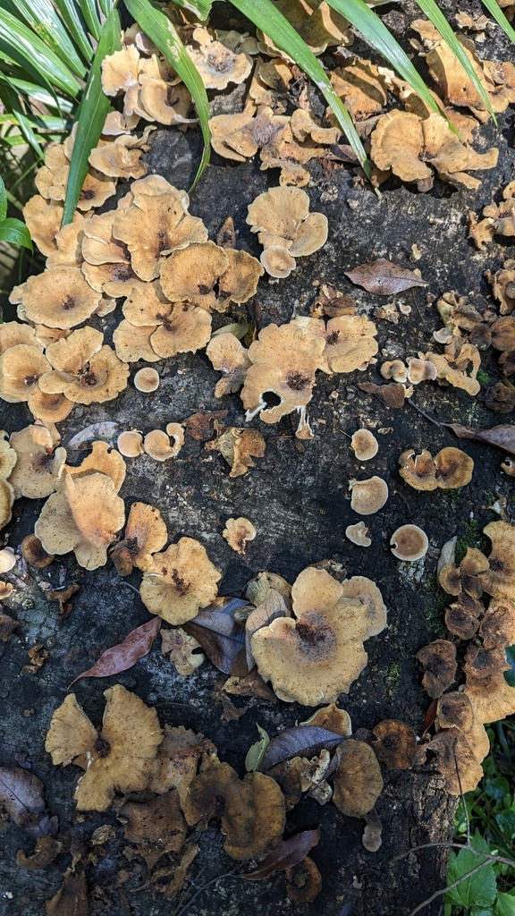 Hairy Oyster Mushroom from 62GQ+P6 Rest and Overnight Stay Area ...