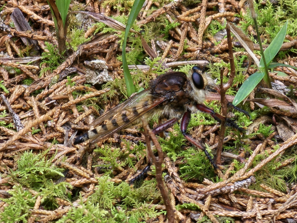 Maroon-legged Lion Fly from Meigs Township, OH, USA on August 27, 2023 ...