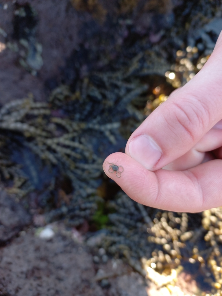 Long-armed Burrowing Brittle Stars from Canterbury, New Zealand on ...