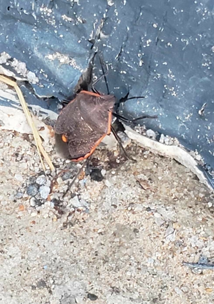 Conchuela Bug from El Paso on August 30, 2023 by Skye Gomez · iNaturalist