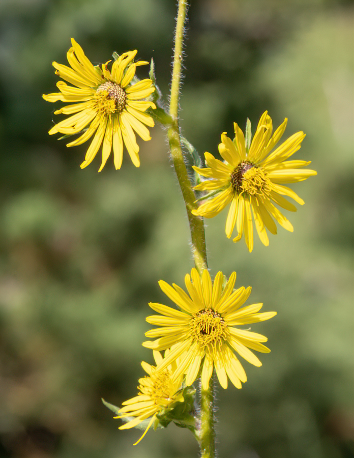 compass plant from Hidden Bridge Wildlife Area on July 3, 2023 at 08:12 ...