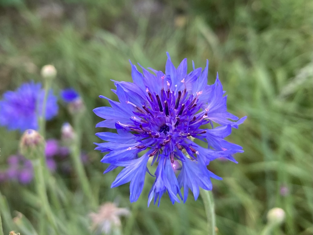 Cornflower from Lake Hiawatha Park, Minneapolis, MN, US on August 30 ...