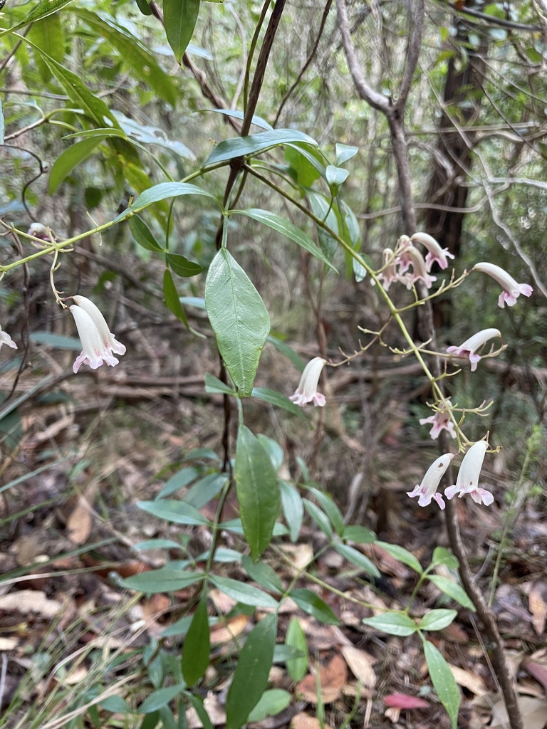 wonga vine from Glenrock State Conservation Area, Whitebridge, NSW, AU on August 31, 2023 at 11: ...