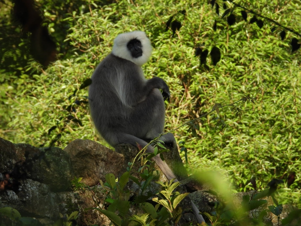 Himalayan Gray Langur from Munsyari on August 31, 2023 at 07:10 AM by ...