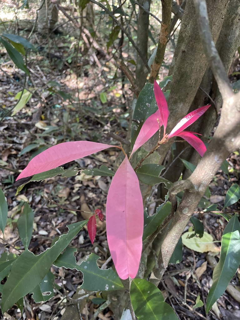 Samadera in August 2023 by Lachlan Woolley. Quassia sp. Mt Nardi tree ...