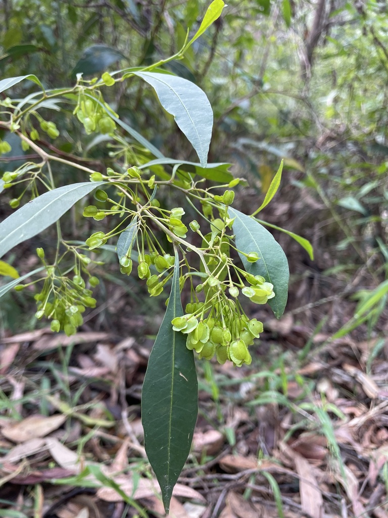 Common Hop Bush from Glenrock State Conservation Area, Whitebridge, NSW, AU on August 31, 2023 ...
