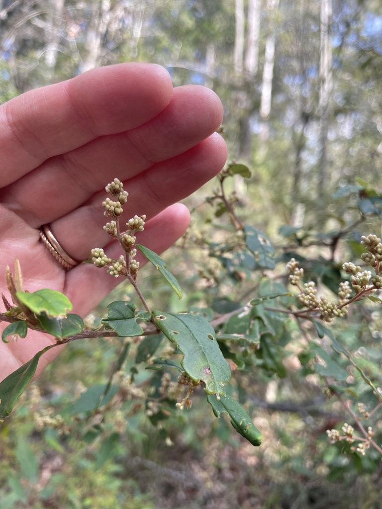 Pomaderris wendlandiana from Glenrock State Conservation Area, Whitebridge, NSW, AU on August 31 ...