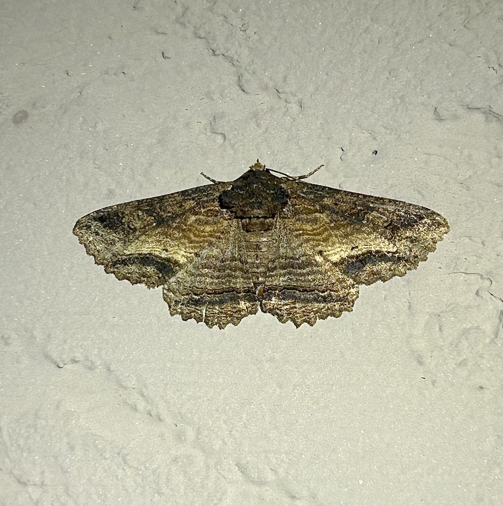 Lunate Zale Moth from Buena Vista Way, Berkeley, CA, US on August 29 ...