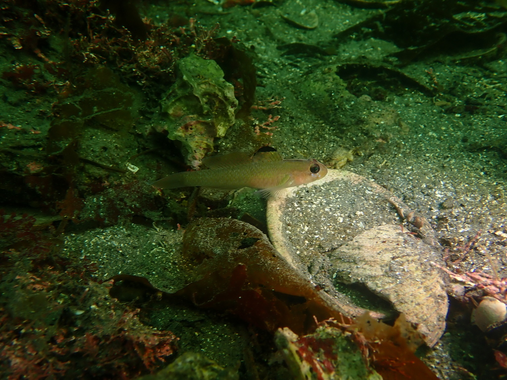 Blackeye goby from Sitka, AK, USA on August 27, 2023 at 12:33 PM by ...