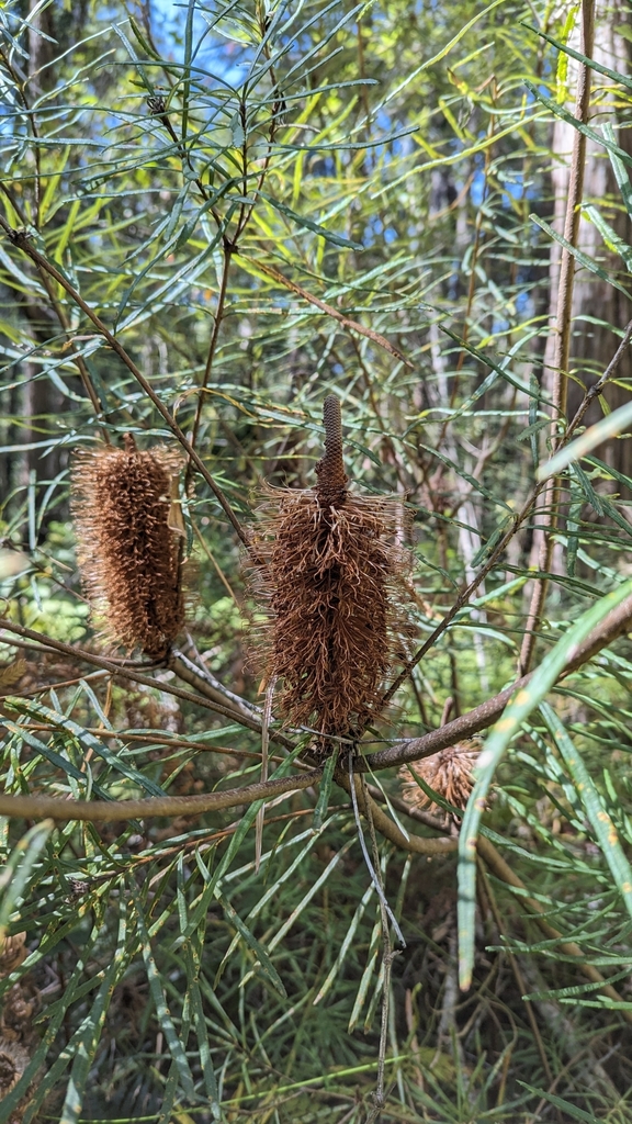 Hairpin Banksia from Steve Irwin Way at Mooloolah Cemetery, Glenview ...