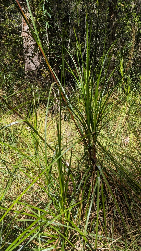tall saw-sedge from Glenview QLD 4553, Australia on August 31, 2023 at ...