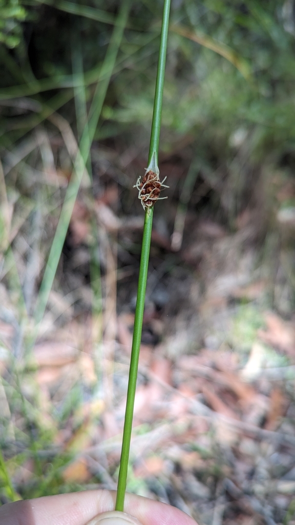 heron bristle-rush from Glenview QLD 4553, Australia on August 31, 2023 ...