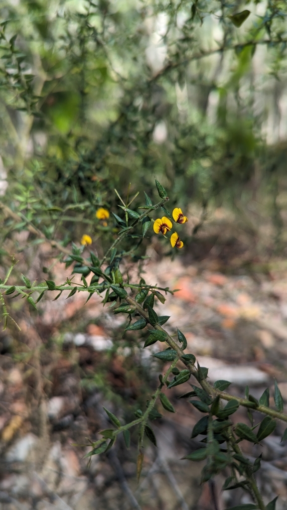 Daviesia villifera from Glenview QLD 4553, Australia on August 31, 2023 ...