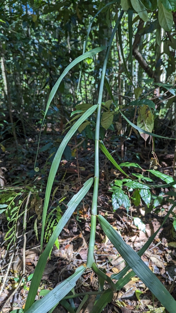 Indian Bushcane from 62GQ+P6 Rest and Overnight Stay Area, Glenview QLD ...