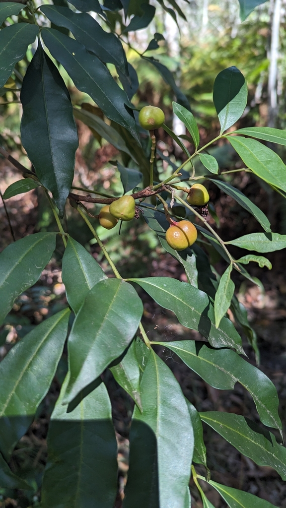 scentless rosewood from Glenview QLD 4553, Australia on August 31, 2023 ...