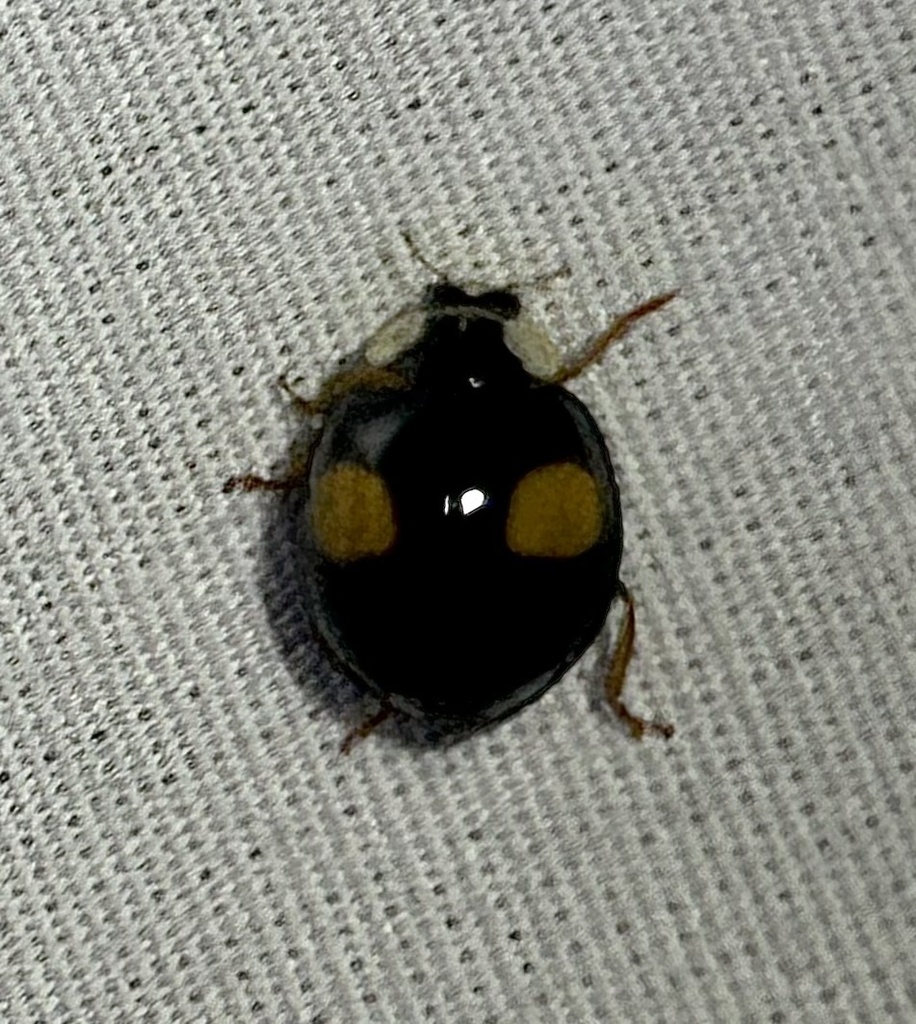 Asian Lady Beetle from Buena Vista Way, Berkeley, CA, US on August 30 ...