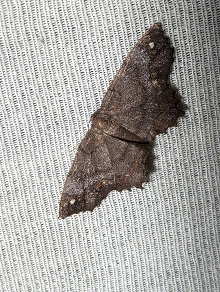 Esther Moth from Mt. Juliet, TN 37122, USA on August 30, 2023 at 11:38 ...