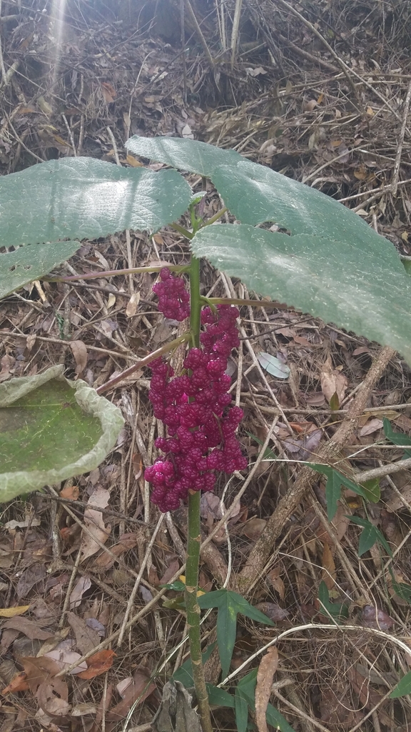 Gympie Stinging Tree from Cedarton QLD 4514, Australia on August 5 ...