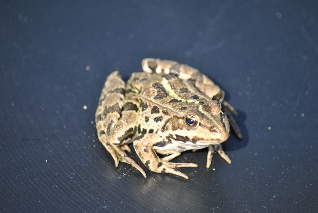 Marsh Frog from Cerkniško jezero on August 27, 2023 at 10:34 PM by ...