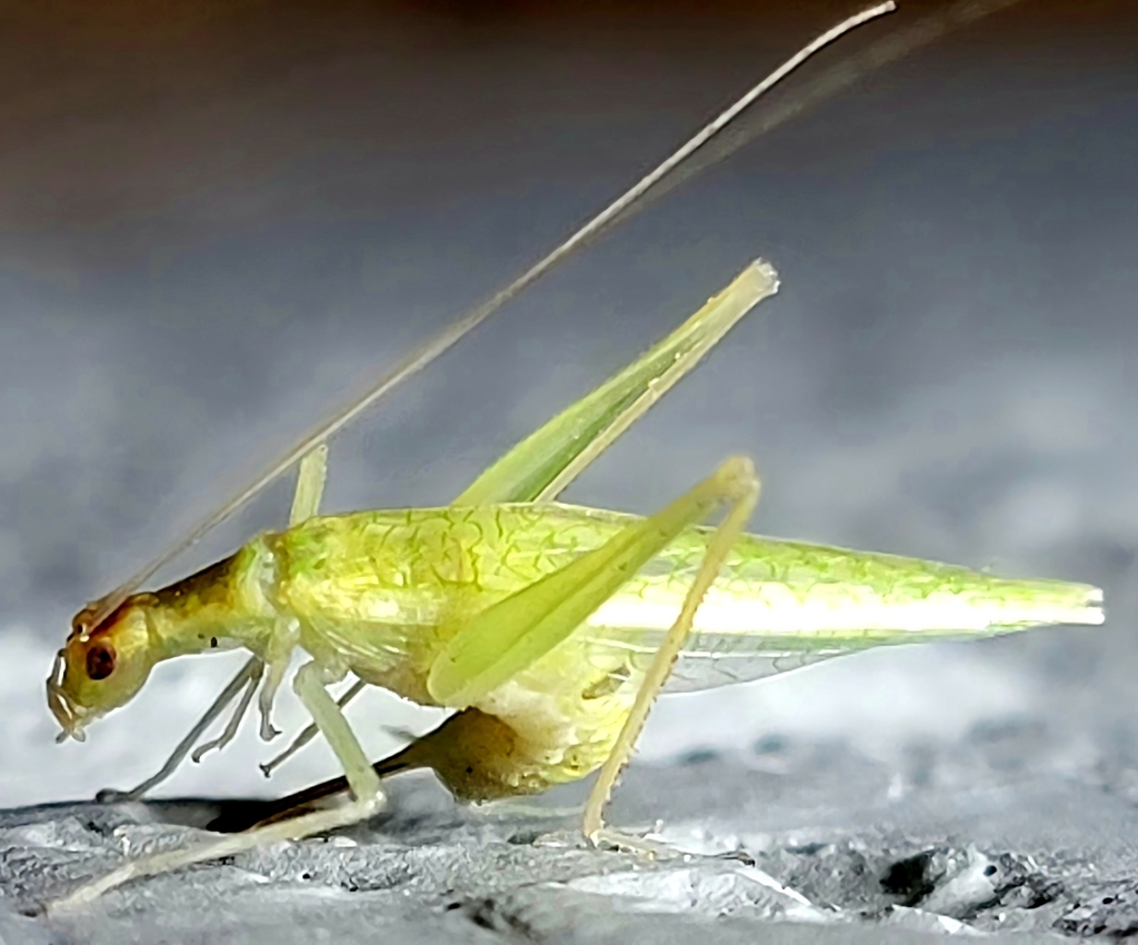 Narrow-winged Tree Cricket from Wayne on August 31, 2023 at 12:28 AM by ...
