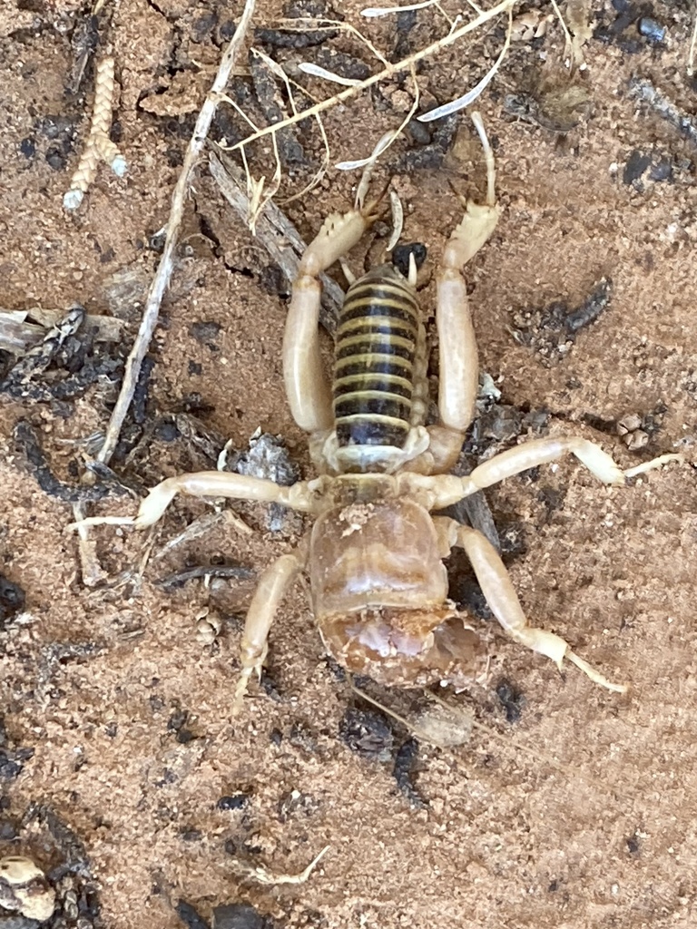 North American Jerusalem Crickets from Natural Bridges National ...