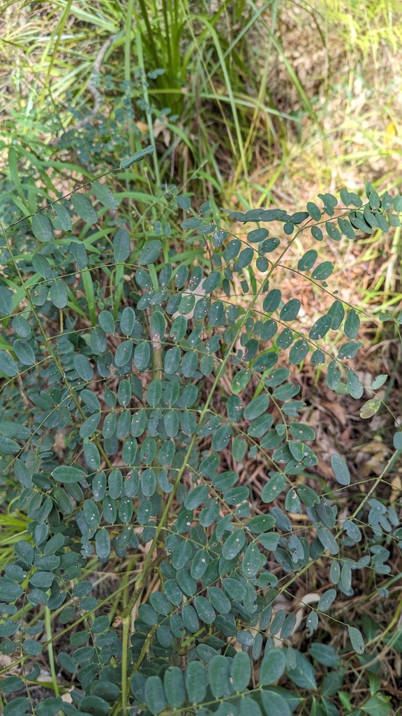 peacock flower subfamily from Alexandra Headland QLD 4572, Australia on ...