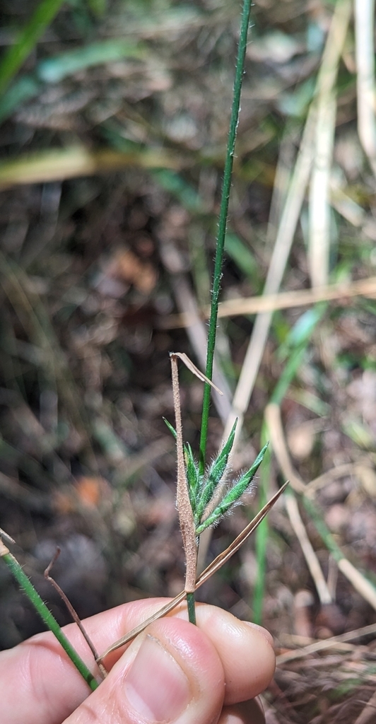 Wiry Panic from Steve Irwin Way at Mooloolah Cemetery, Glenview QLD ...