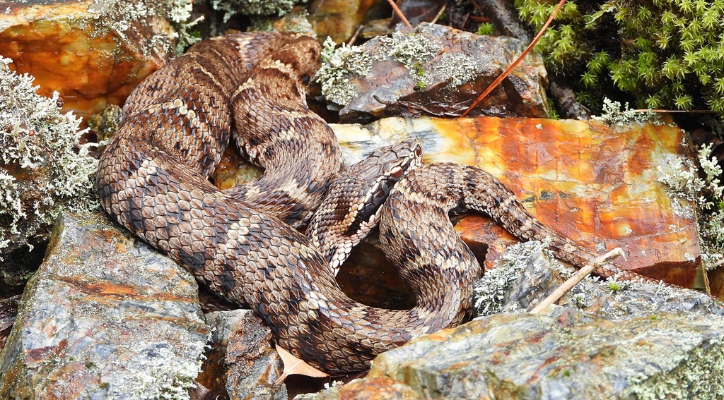 Short-tailed Mamushi from Tsuchiyamacho Okawara, Koka, Shiga 528-0201 ...