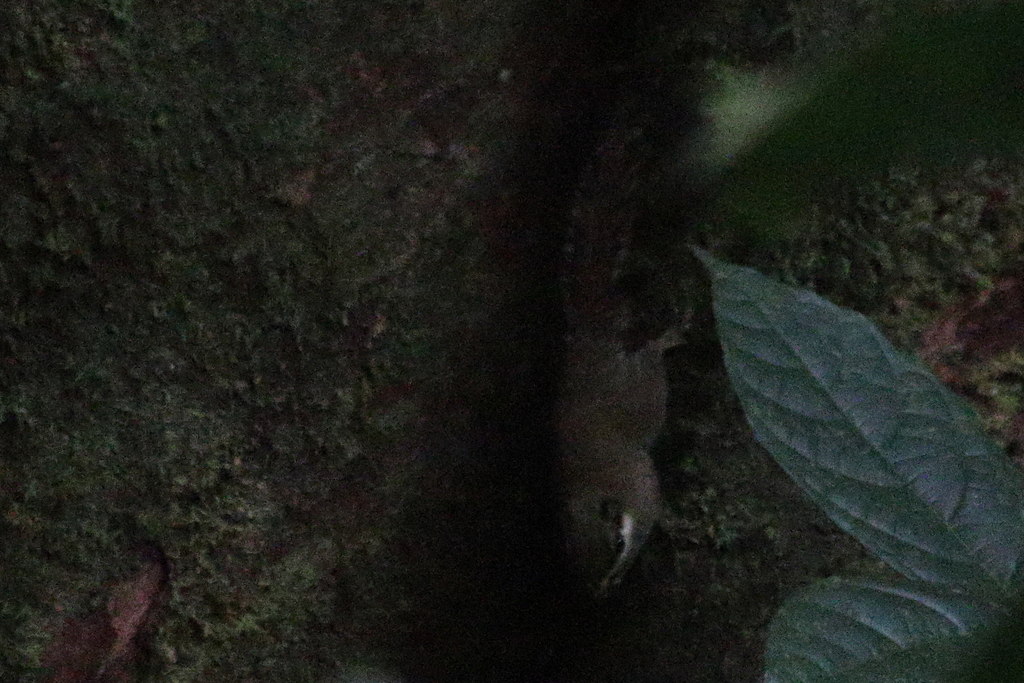 Black-eared Squirrel from Bogor Regency, West Java, Indonesia on August ...