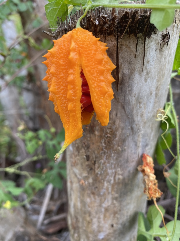 Bitter Melon from Kauaʻi, Kapaa, HI, US on August 30, 2023 at 10:06 AM ...