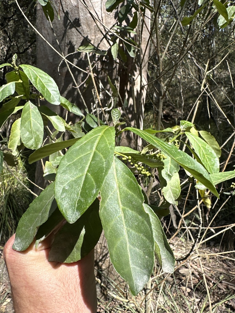Claoxylon australe in August 2023 by pteridium · iNaturalist