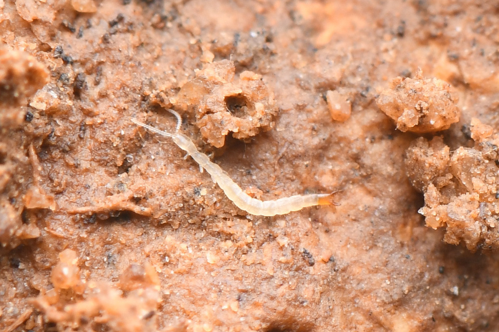 Japygidae from 烟台市昆嵛山林场, 烟台市, 山东省, CN on August 30, 2023 at 07:05 PM by ...
