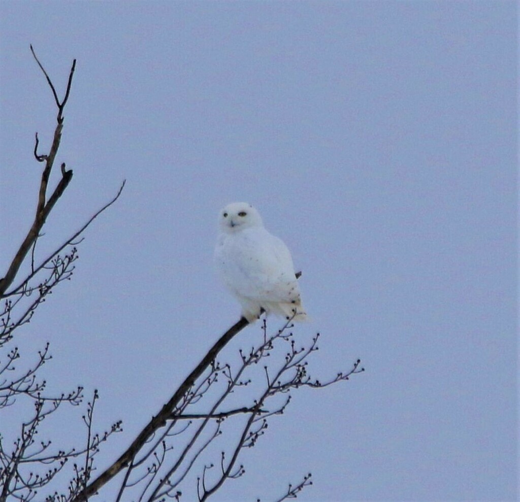 Snowy Owl from Waterloo Regional Municipality, ON, Canada on January 26 ...