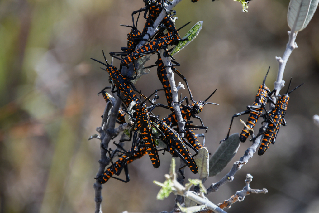 Rainbow Milkweed Locust from Ihosy, Madagascar on May 24, 2023 at 12:42 ...