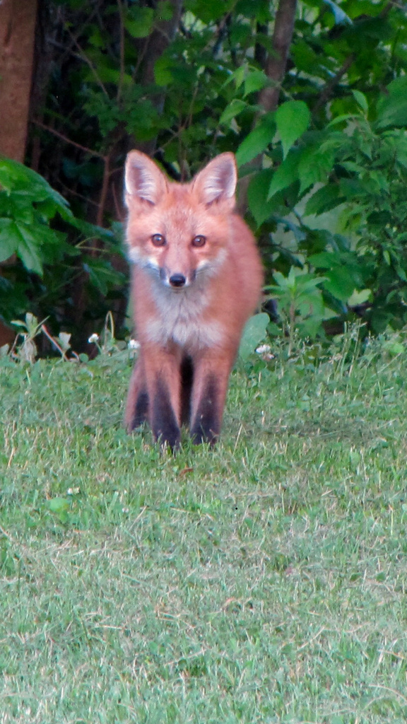 Red Fox from Gose Pike, Danville, KY, US on May 24, 2018 at 09:11 PM by ...