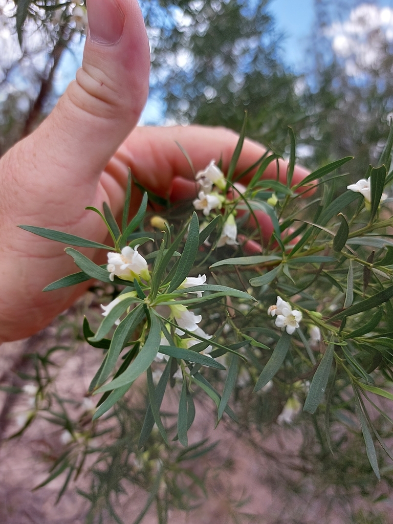 flowering plants from Columboola QLD 4415, Australia on August 30, 2023 ...