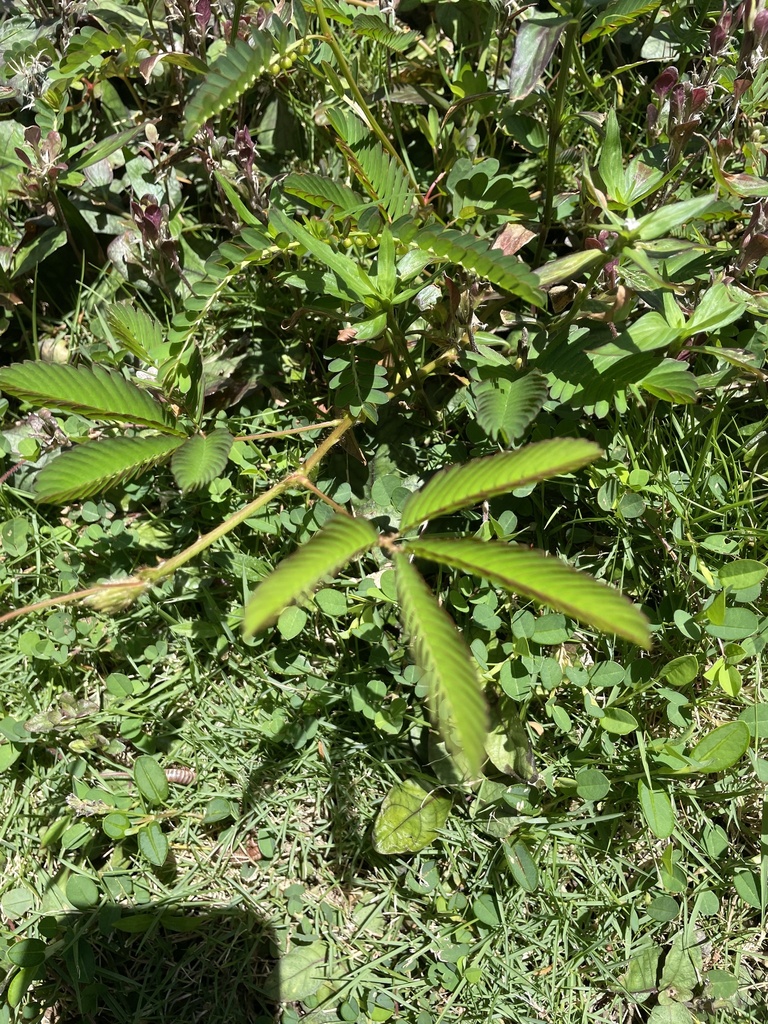 Sensitive Plant from Koror, Palau, PW on August 31, 2023 at 10:25 AM by ...