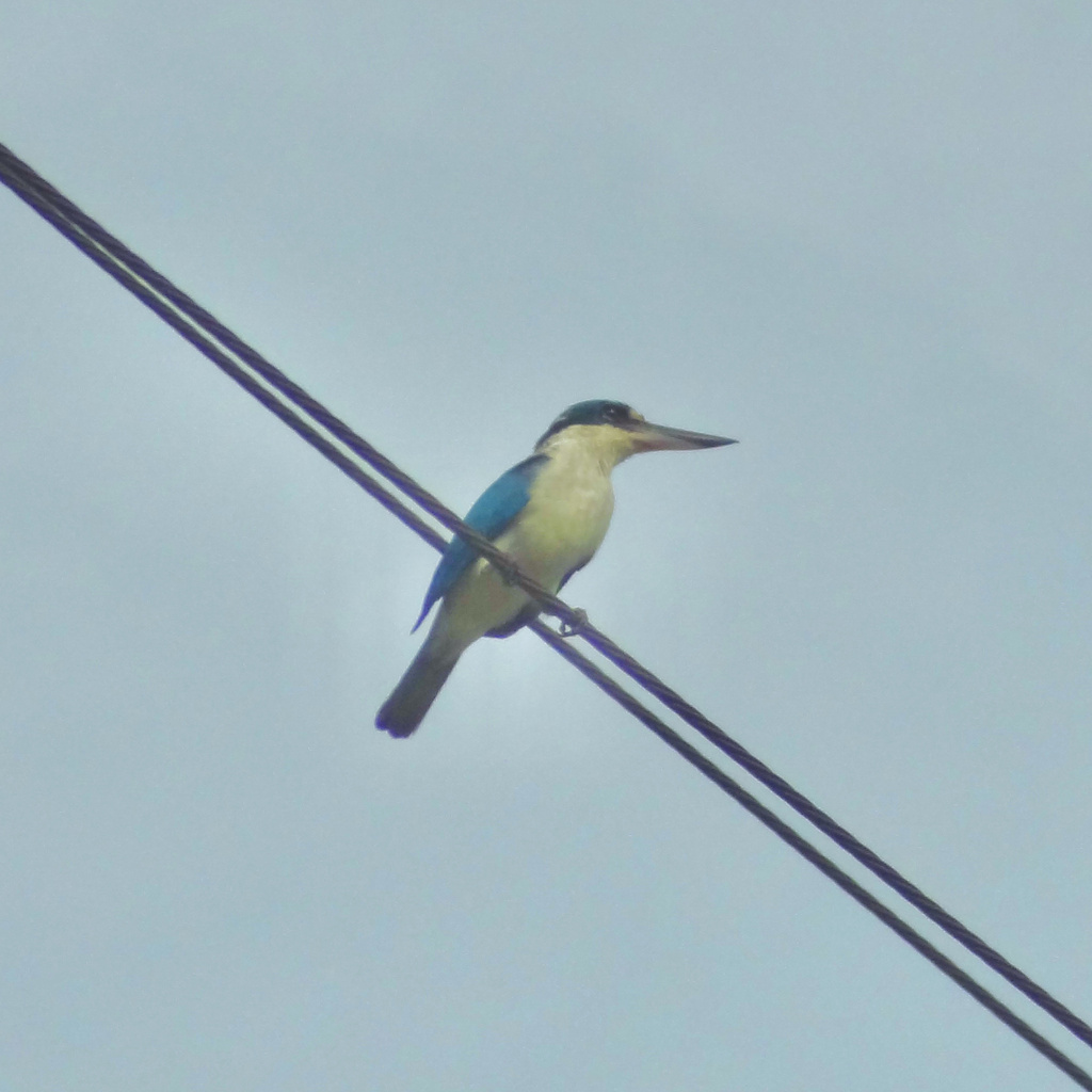Collared Kingfisher (Palau) from Babeldaob, Palau, PW on August 29 ...