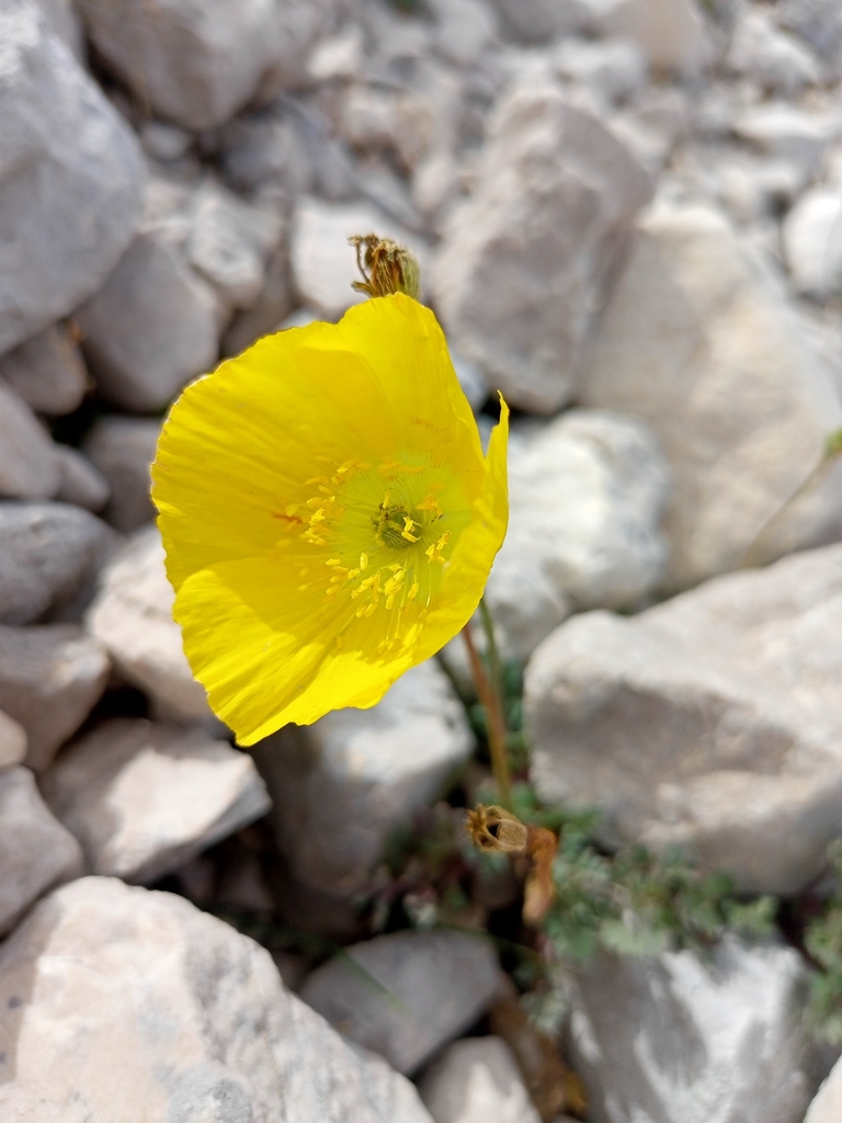 Alpine Poppy from 38032 Канацеи, Трентино, Италия on August 31, 2023 at ...